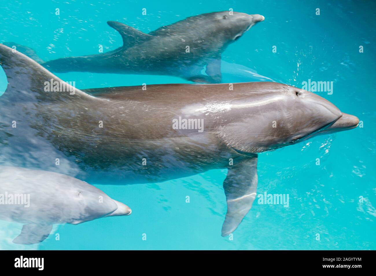 Miami Florida,Key Biscayne,Miami Sea waterquarium,dolphin,mother mom ...