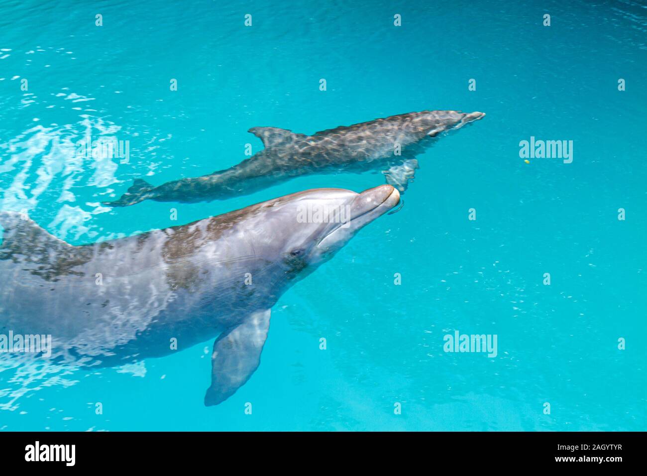 Miami Florida,Key Biscayne,Miami Sea waterquarium,dolphin,mother mom ...