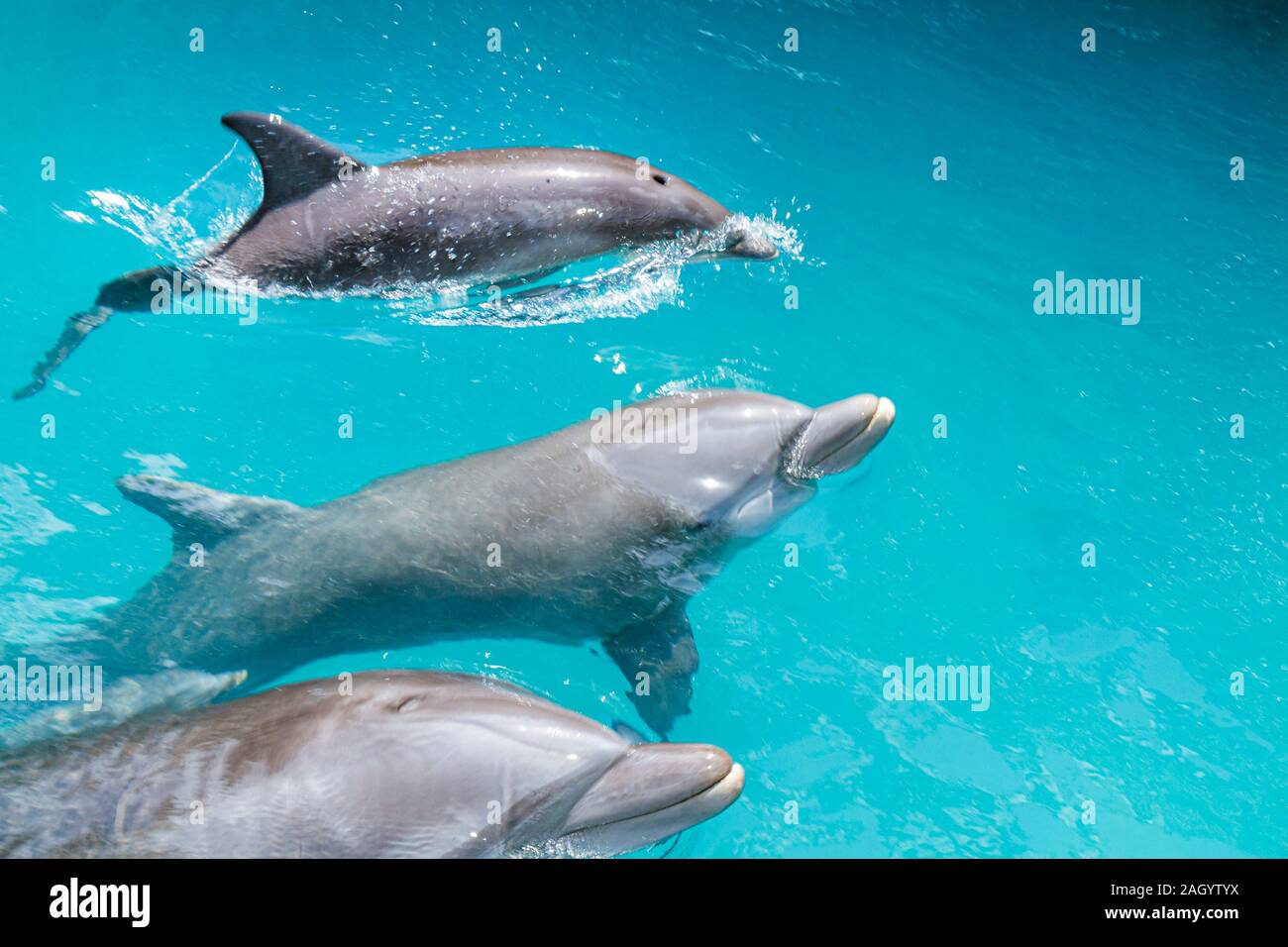 Miami Florida,Key Biscayne,Miami Sea waterquarium,dolphin,mother mom ...