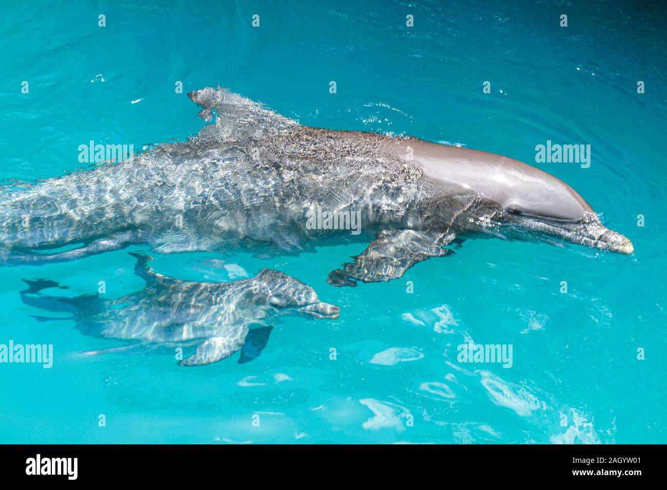 Miami Florida,Key Biscayne,Miami Sea waterquarium,dolphin,mother mom ...