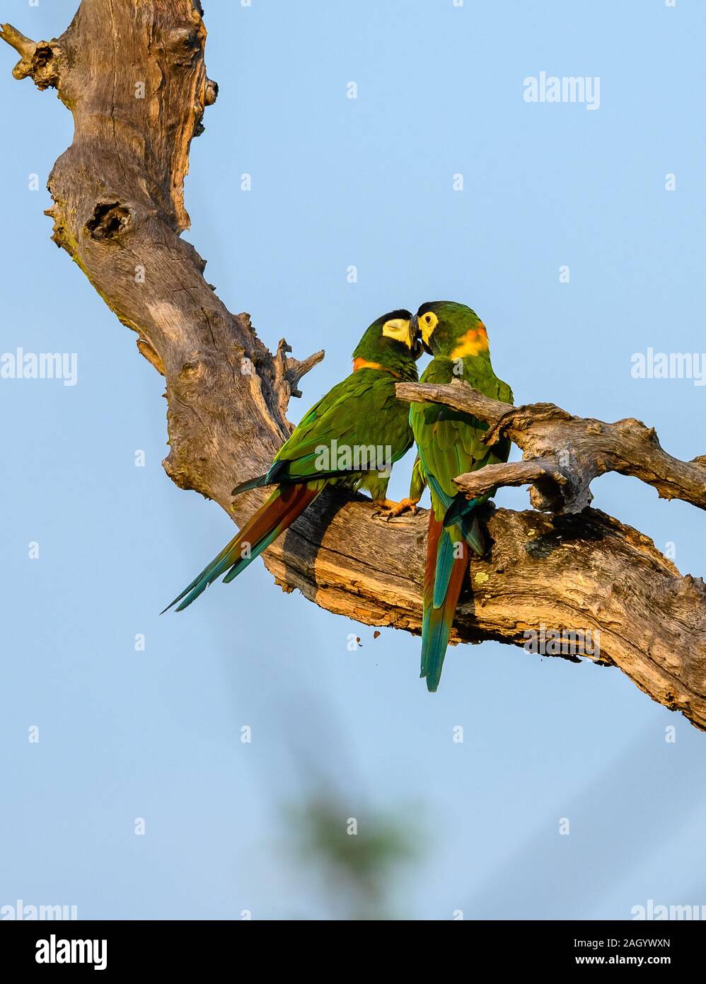Birds preening each other hi-res stock photography and images - Alamy