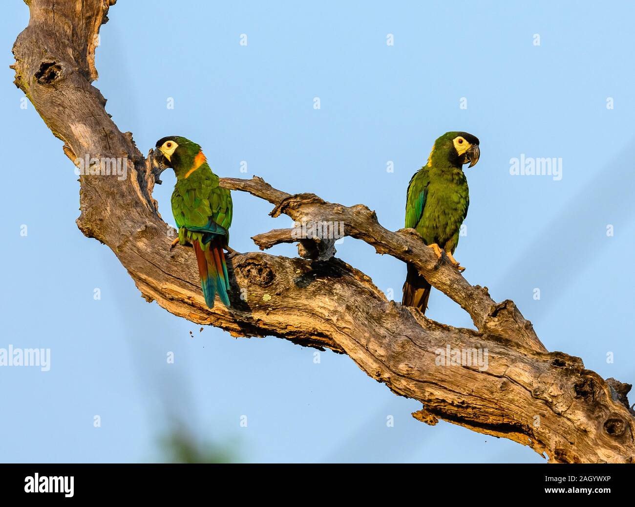 Brazil national tree hi-res stock photography and images - Alamy