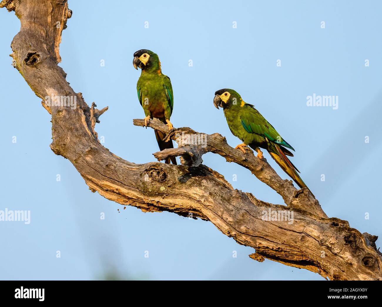 Birds park brazil hi-res stock photography and images - Alamy