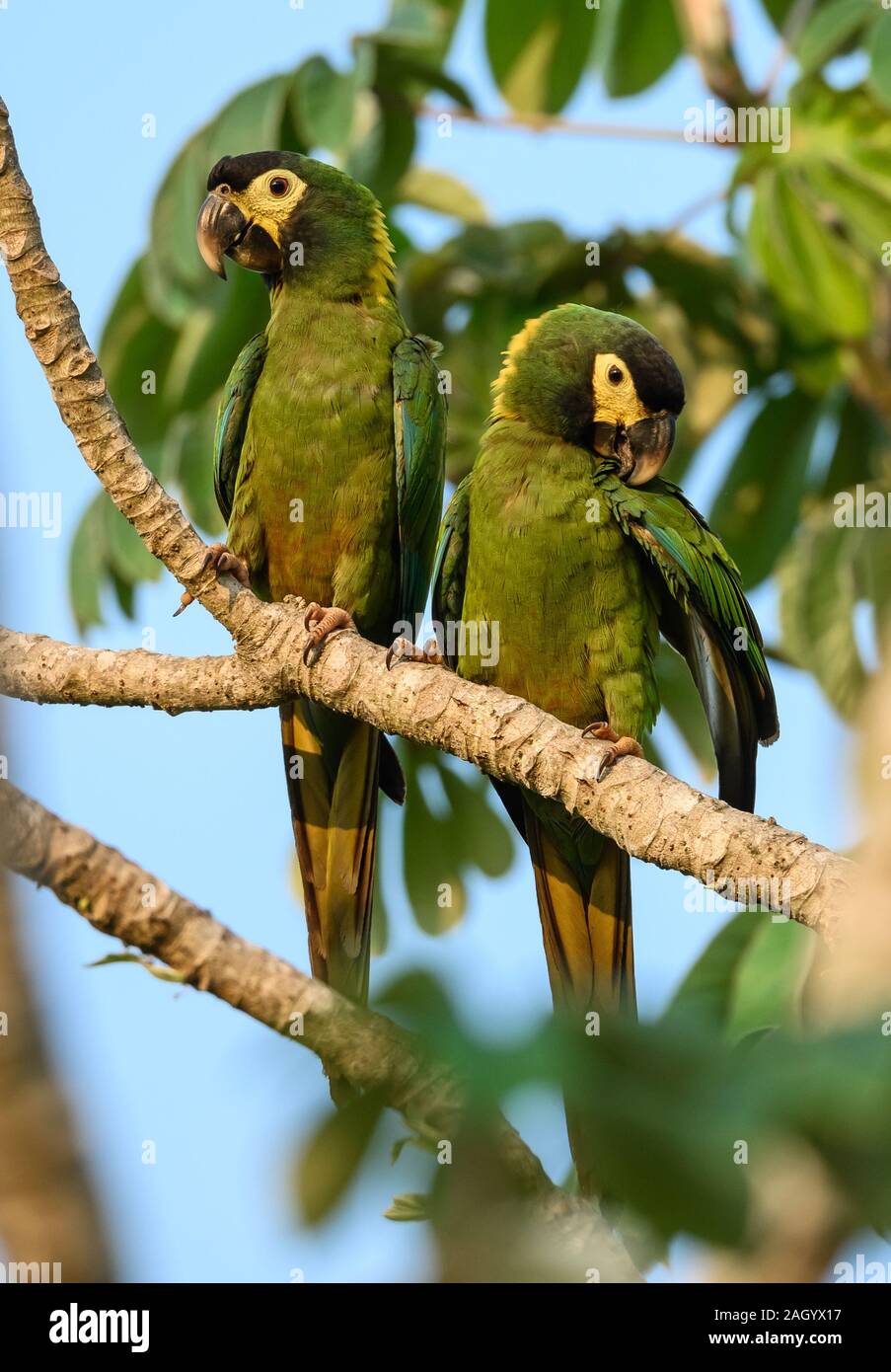 Brazil national tree hi-res stock photography and images - Alamy