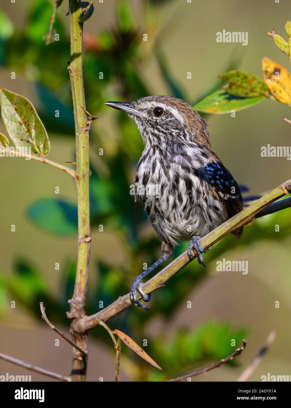 Brazil national bird hi-res stock photography and images - Alamy