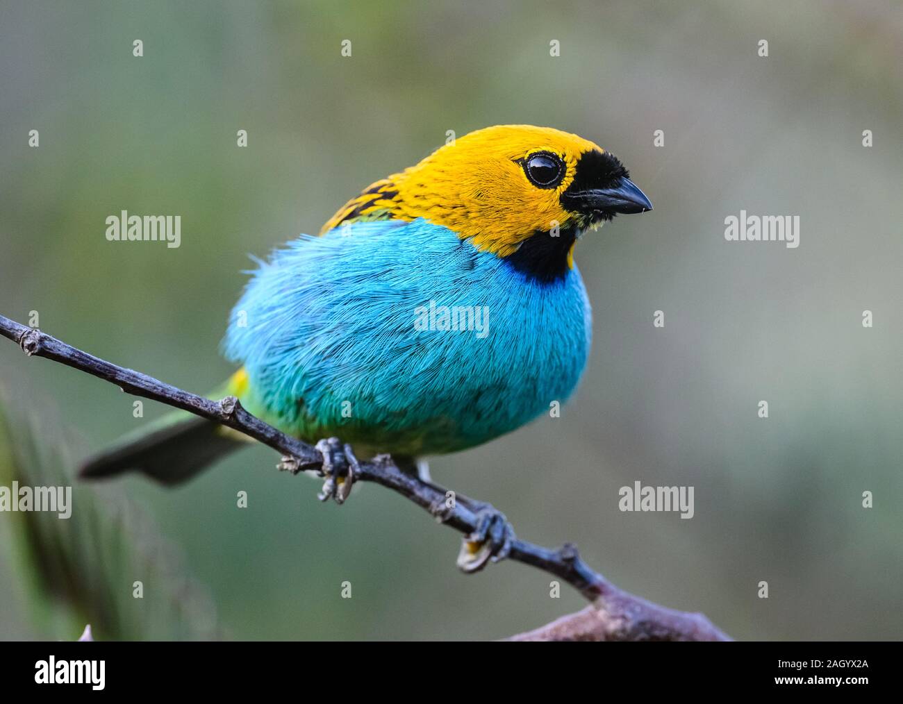 A Gilt-edged Tanager (Tangara cyanoventris) perched ona branch. Chapada ...