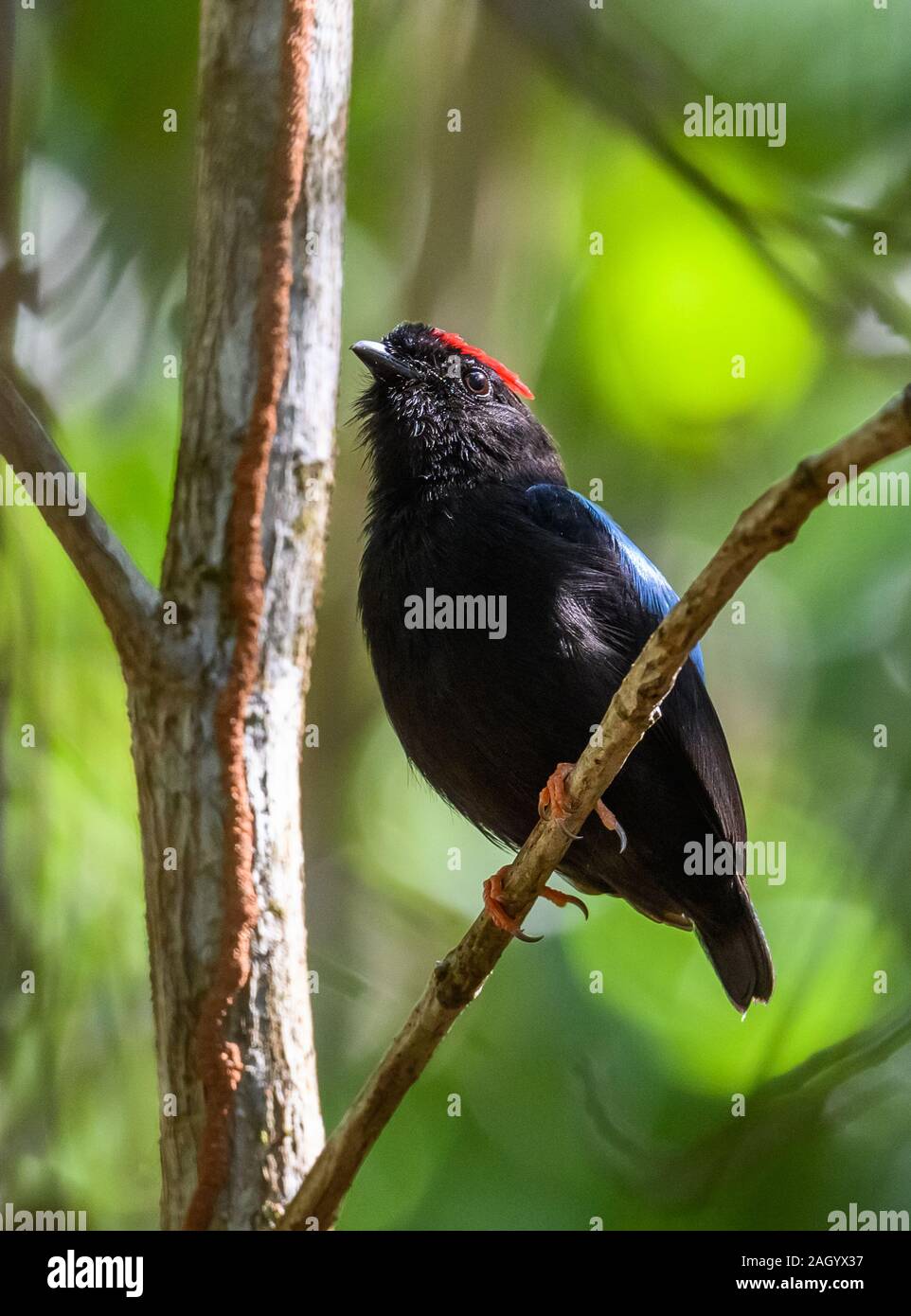 Chiroxiphia pareola hi-res stock photography and images - Alamy