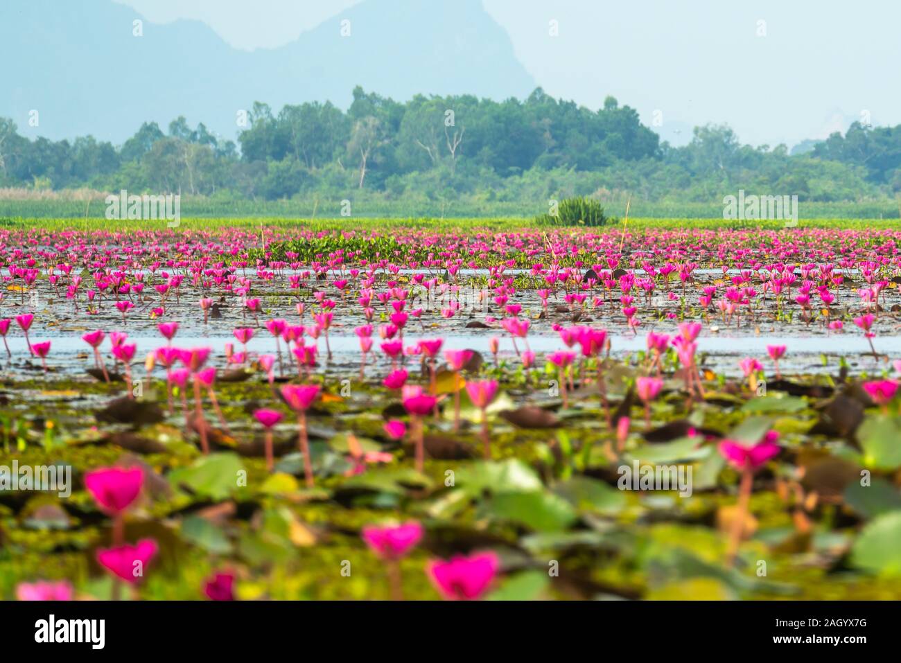 Sky lotus field pink lotus hi-res stock photography and images - Alamy