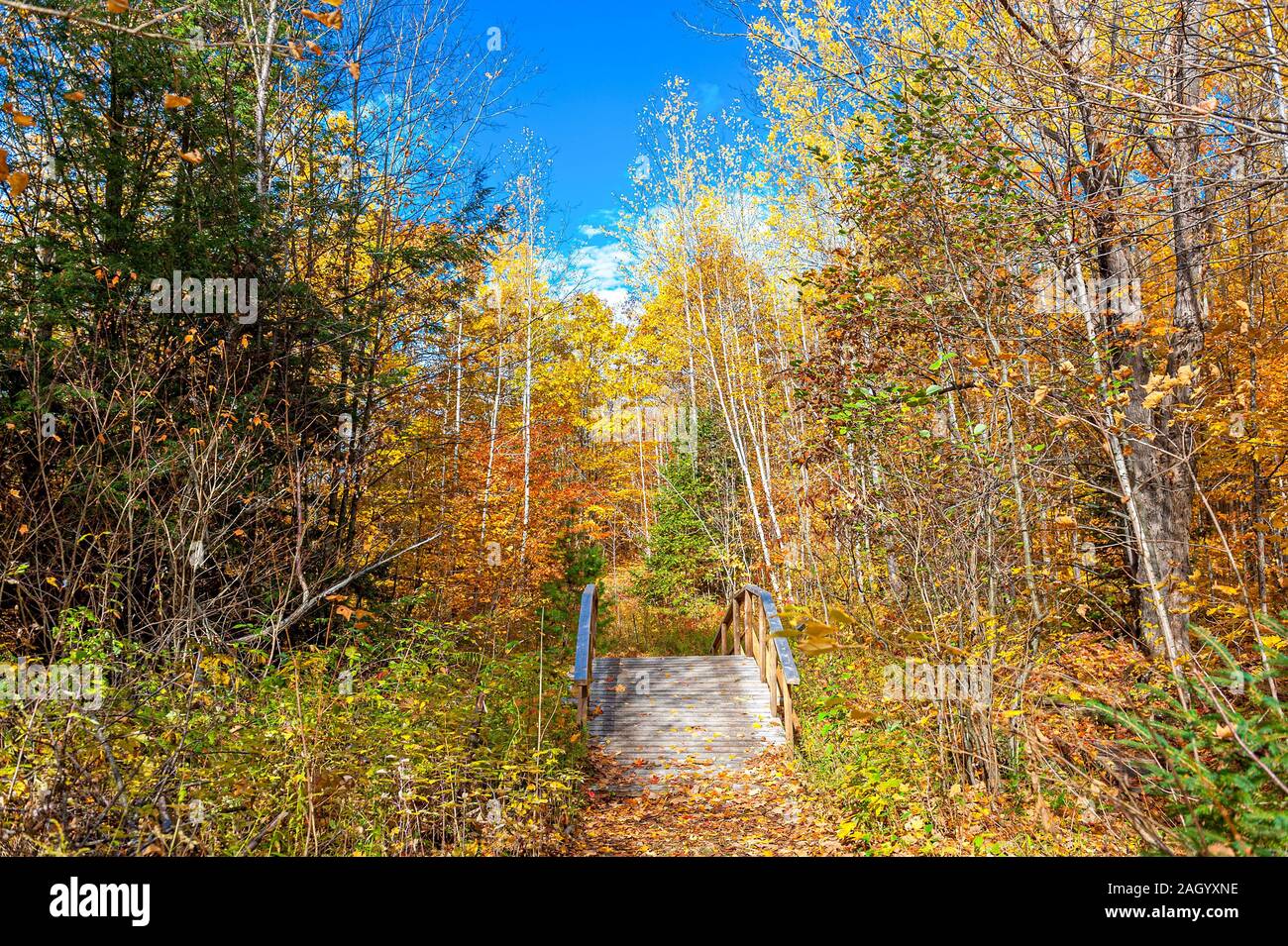 Changing colors fall trees hi-res stock photography and images - Alamy