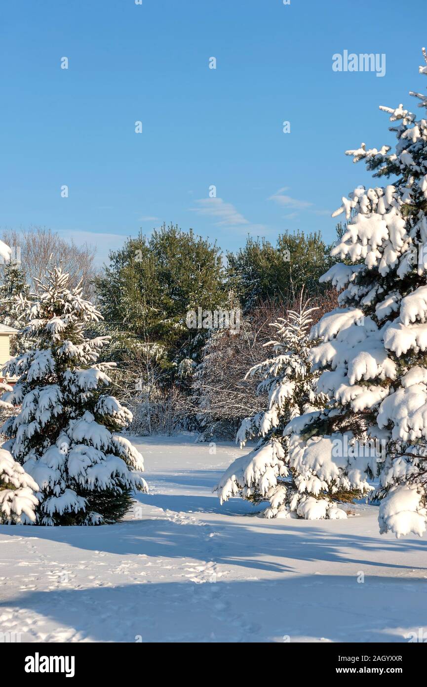 snow covered evergreen trees Stock Photo - Alamy