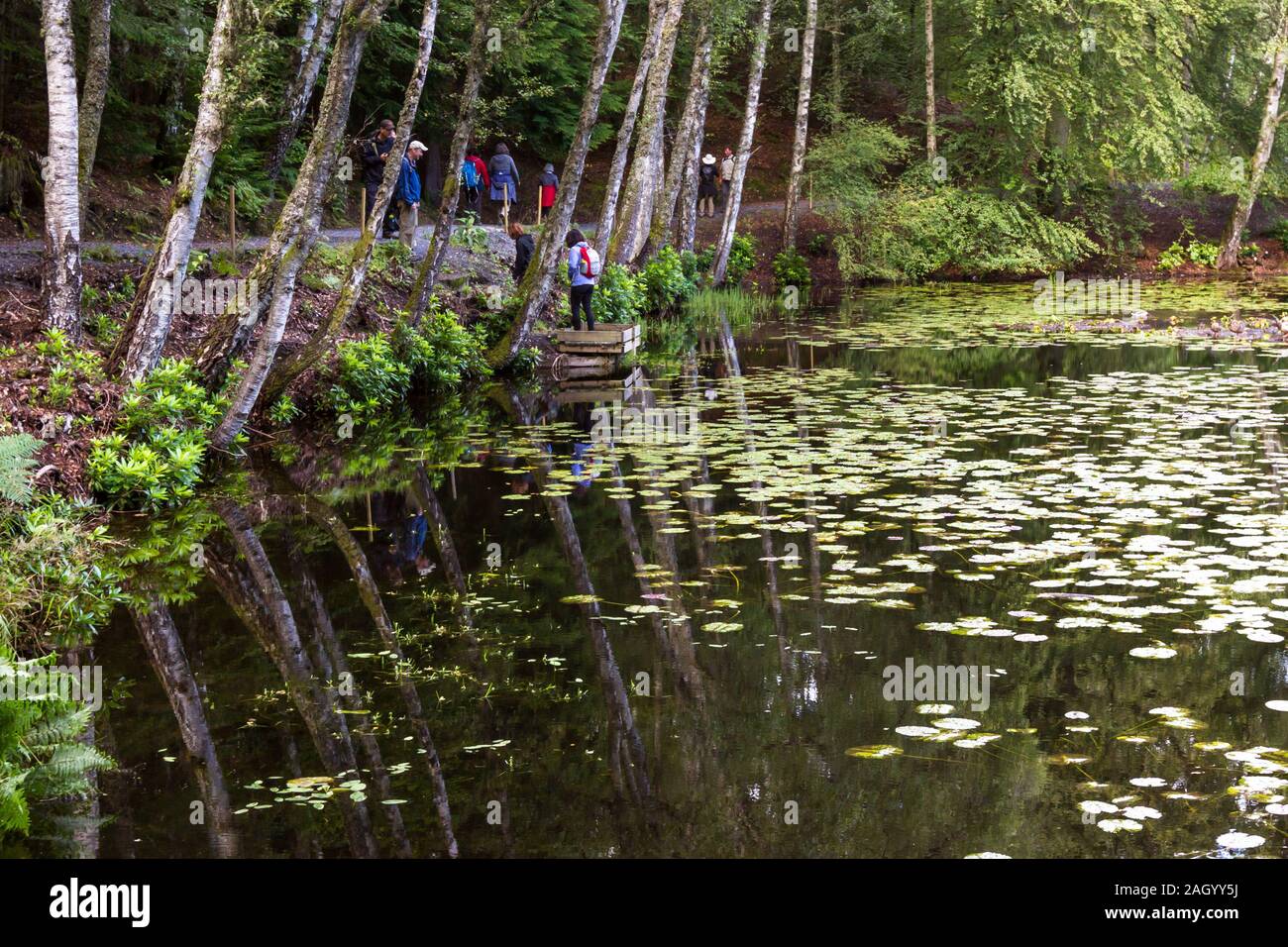 Faskally forest hi-res stock photography and images - Alamy