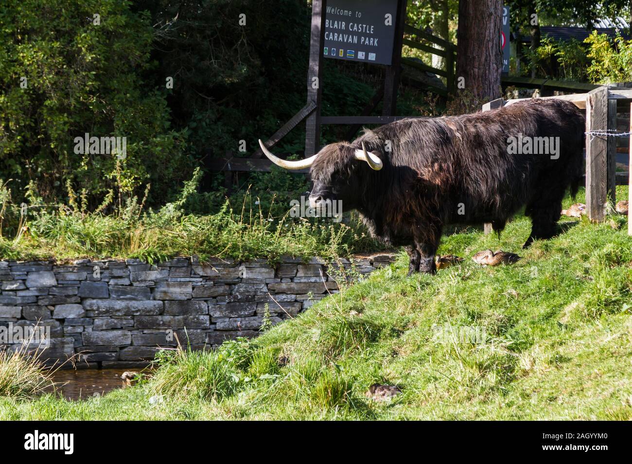 Perthshire Scotland - September 12 2019: Black Highland bull standing ...