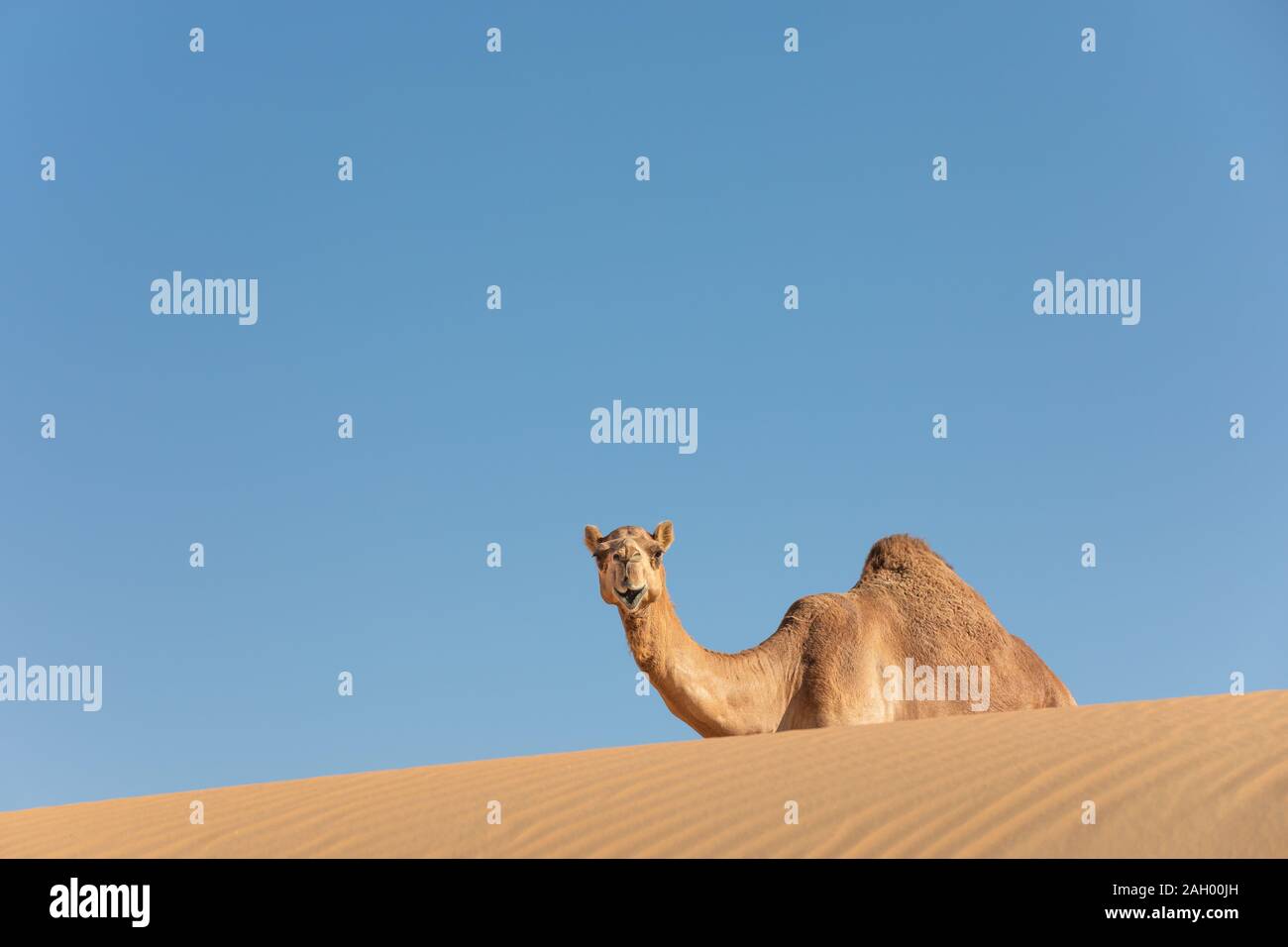 Sand colored dromedary camel smiling from behind a sand dune in the ...