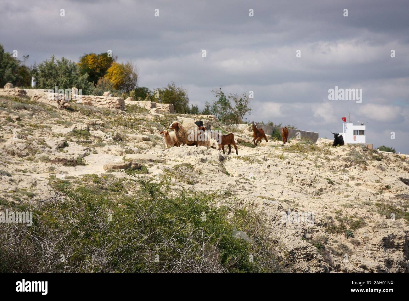 Wandering goats hi-res stock photography and images - Alamy