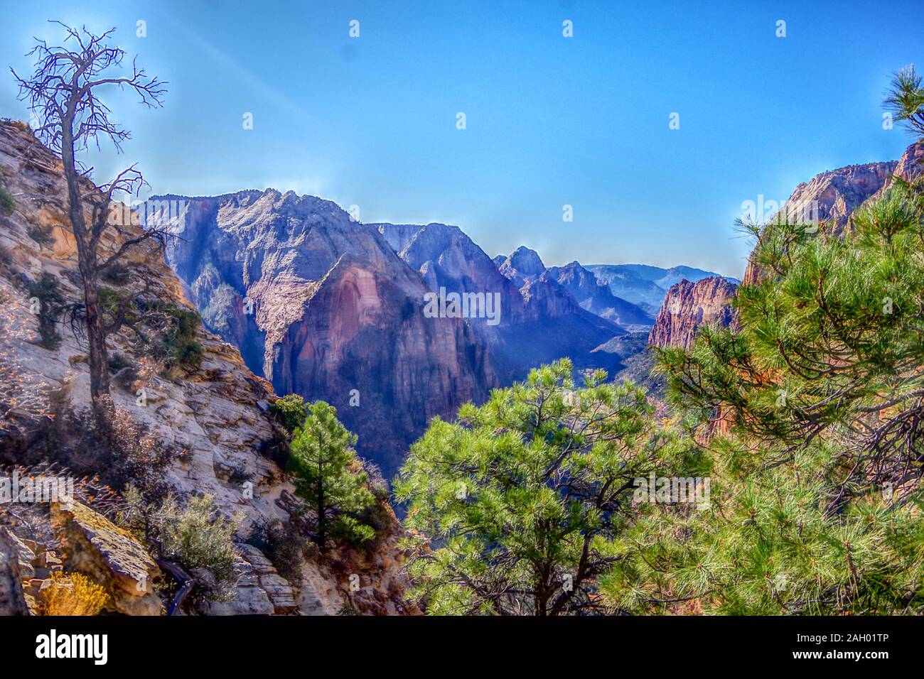 500px Photo ID: 1006906236 - Looking over a tree into the valley Stock ...