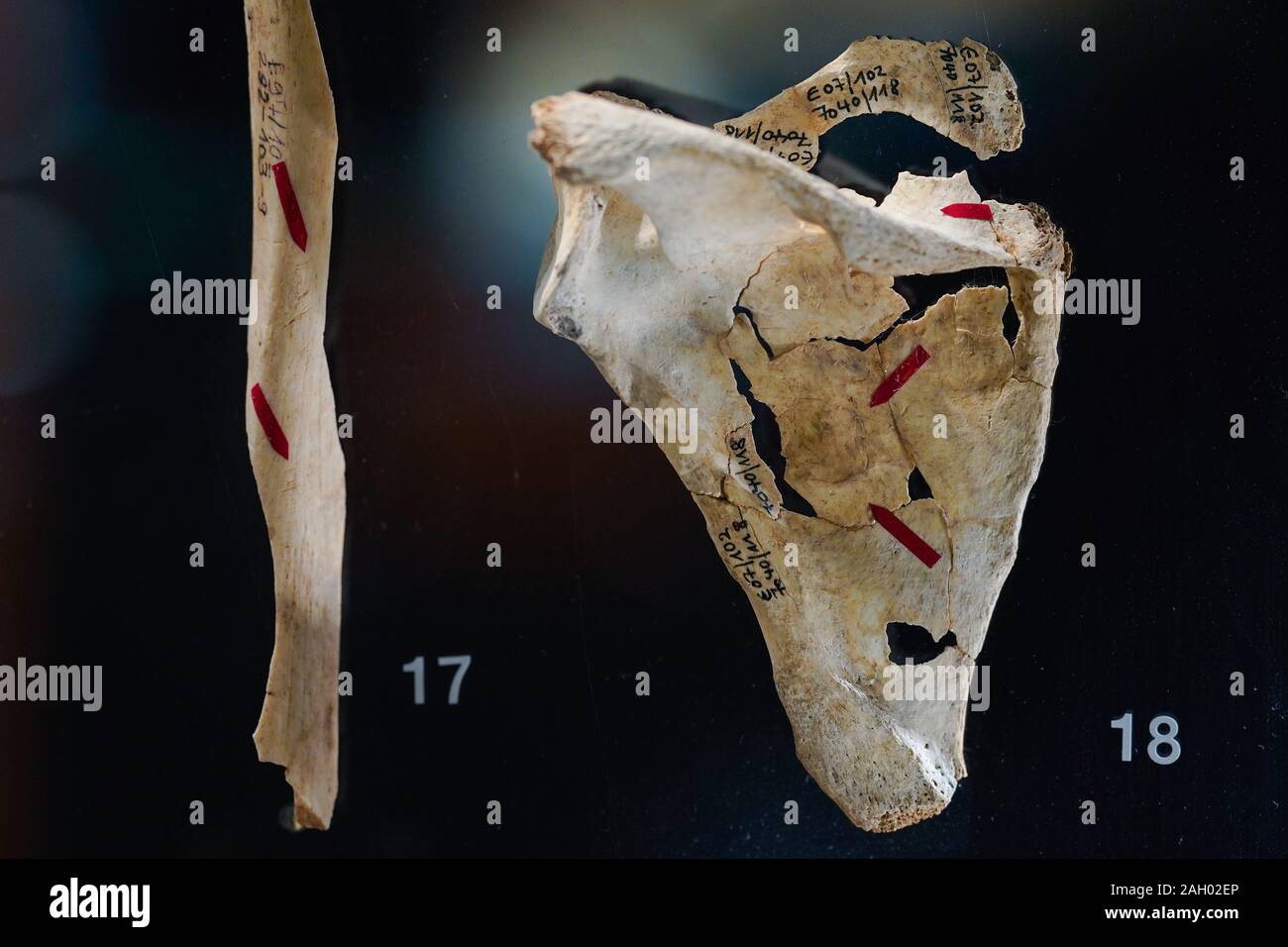 Herxheim, Germany. 09th Dec, 2019. A humerus (l) and a scapula bone ...