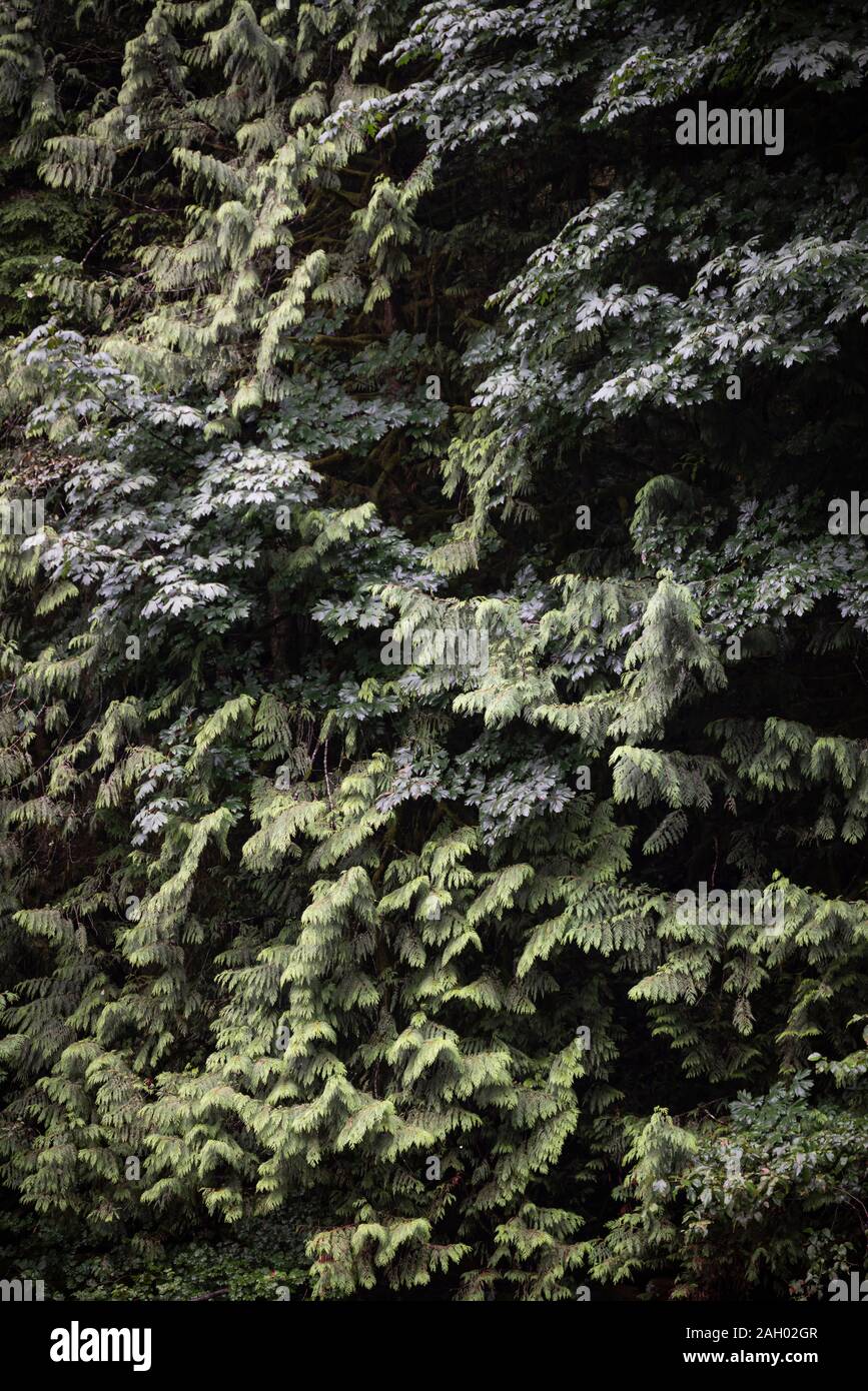 Canopy of dense, temperate coastal rainforest in southwestern British ...