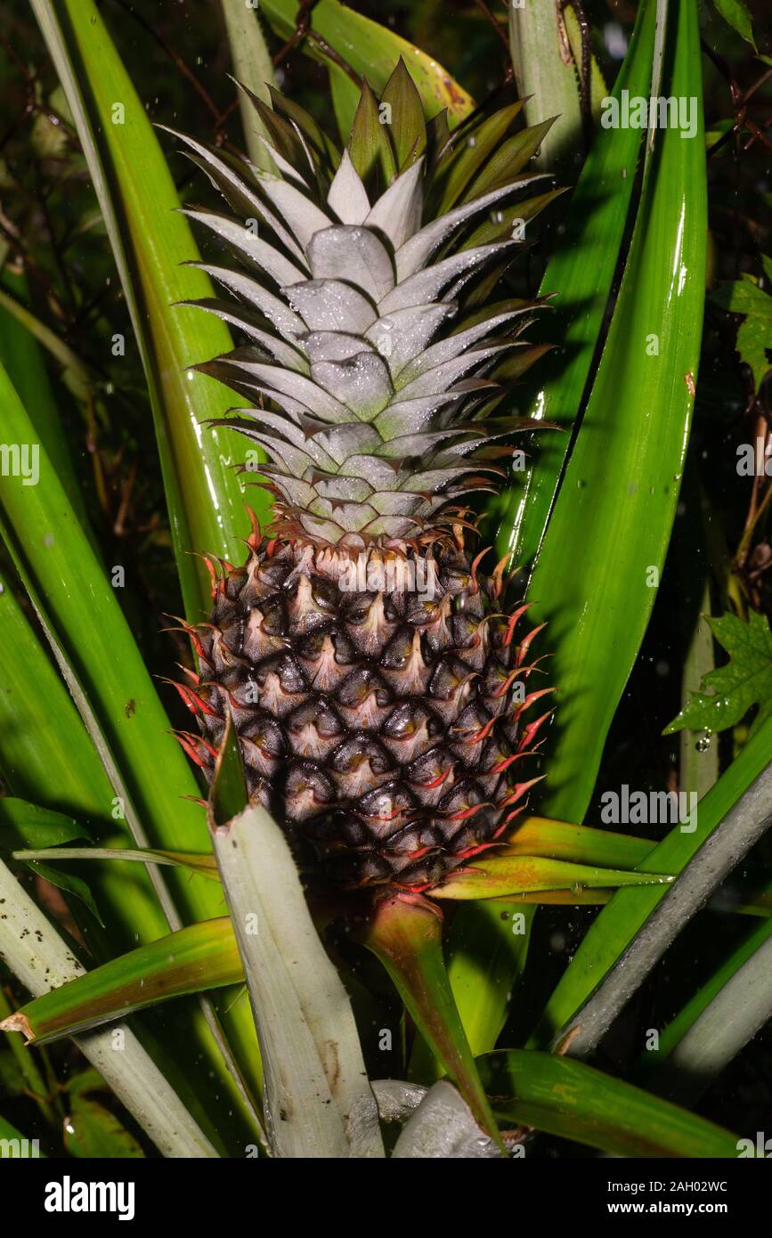 Pineapple (Ananas Comosus) plants in North Borneo Stock Photo - Alamy
