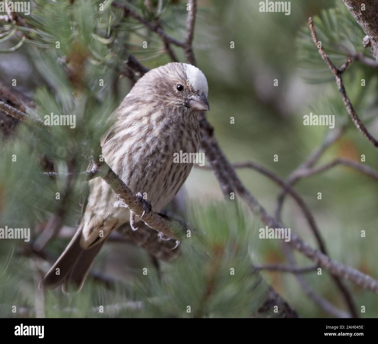 A house finch with a unique white crown perches amid pine branches near ...