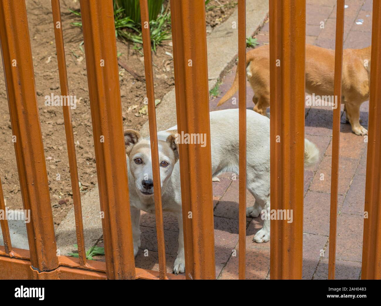 Domestic dog stares desperately through the bars of a metal gate image ...