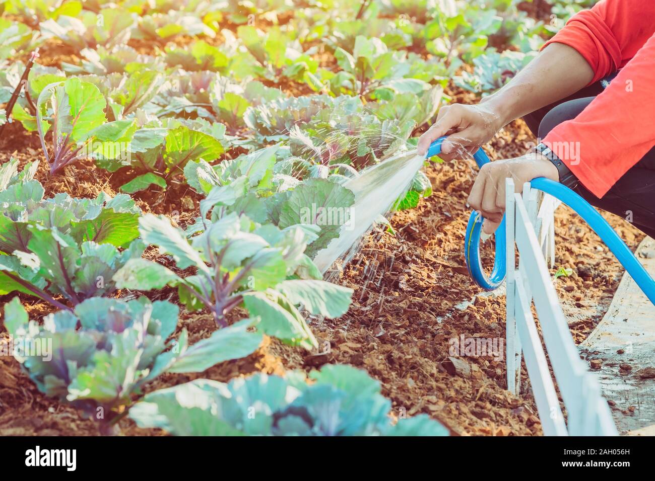 A young man watering a growing red cabbage with a blue water hose in an ...