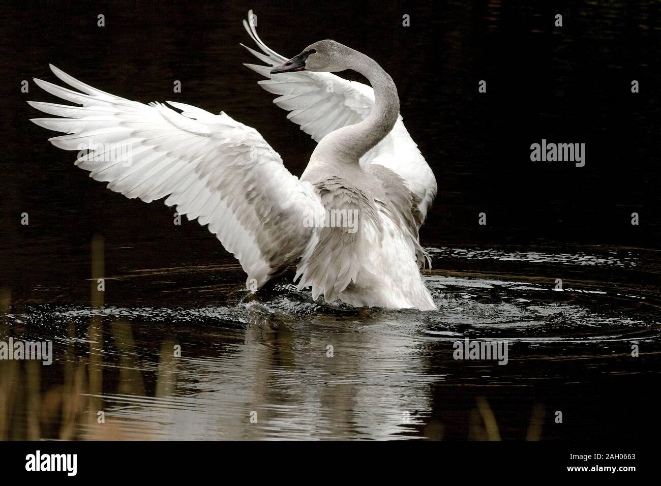 Trumpeter swan flapping hi-res stock photography and images - Alamy