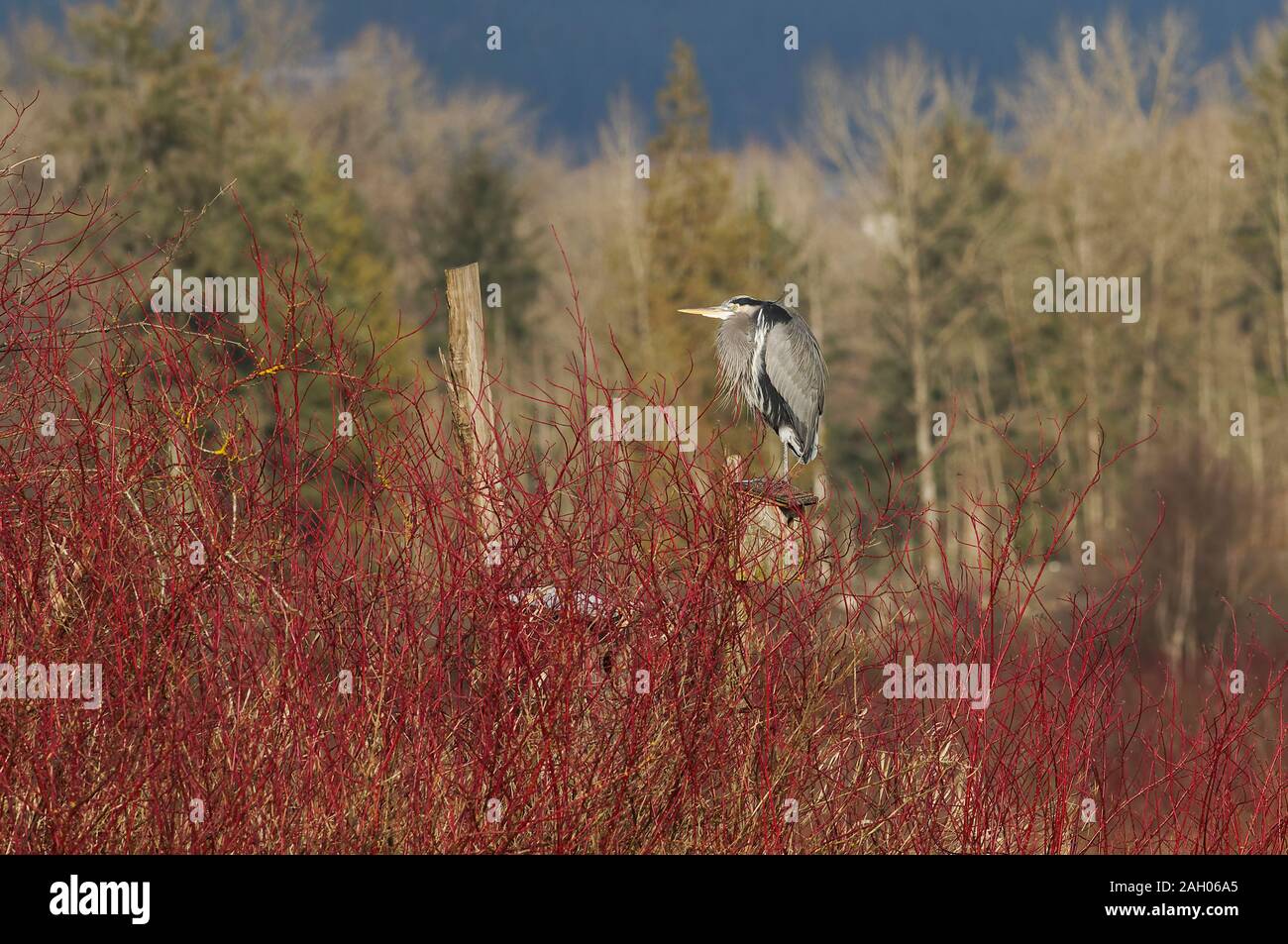 Heron like bird hi-res stock photography and images - Alamy