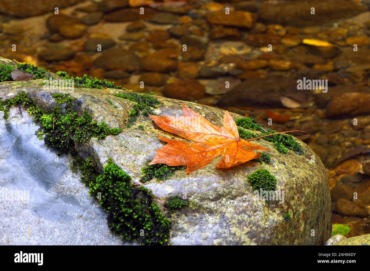 Orange maple leaf on a rock with moss by a stream Stock Photo - Alamy