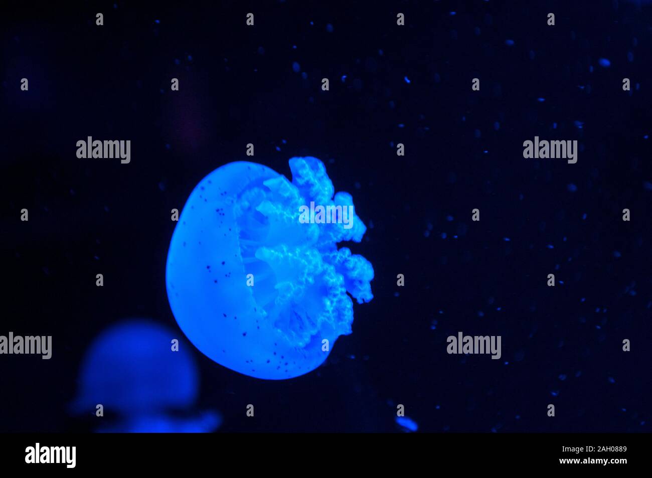 Beautiful blue jellyfish in neon light floating in the aquarium Stock ...