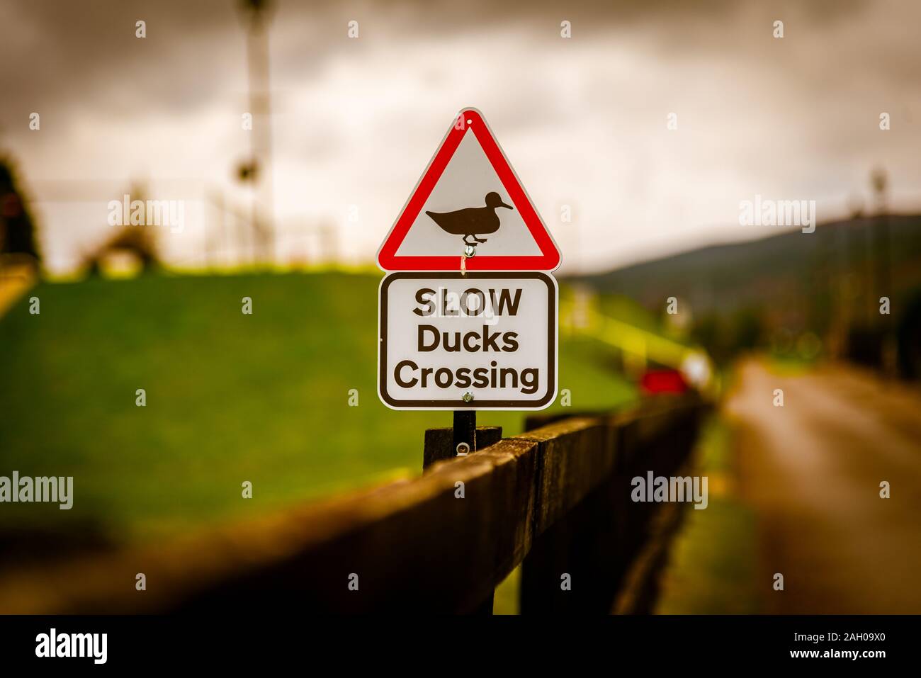 Red Triangle Warning Sign Ducks High Resolution Stock Photography and ...