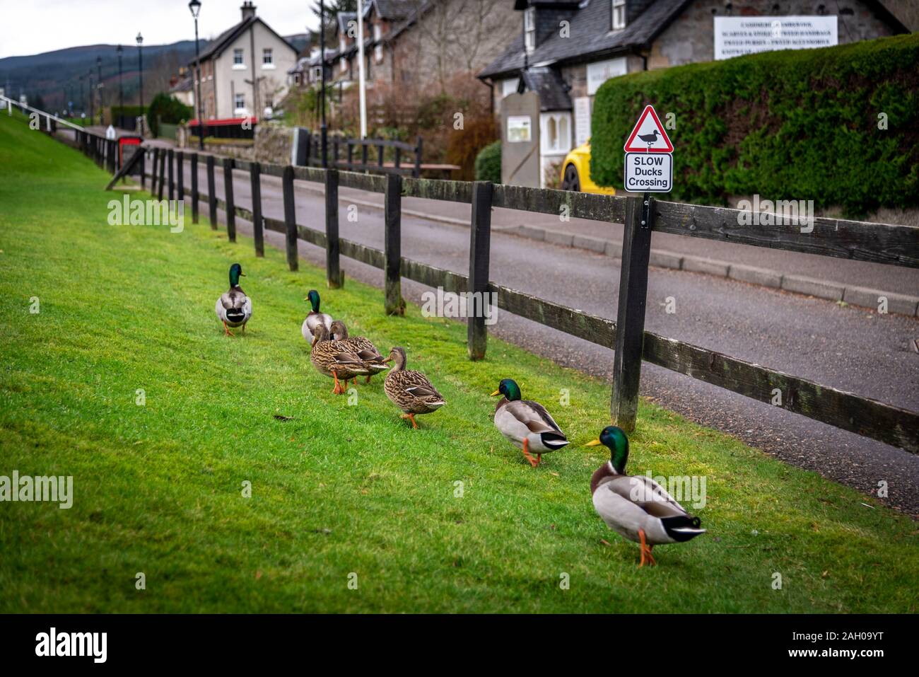Road sign warning to watch out for ducks and ducklings crossing the ...
