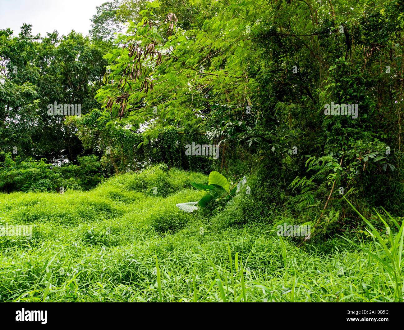 View of dense green vegetation; shrubs; bushes; grass and trees in a ...