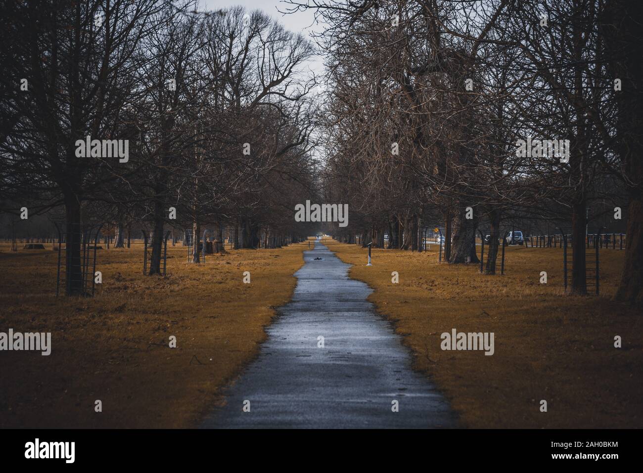 Perspective view of a park pathway with nobody around and irregular ...