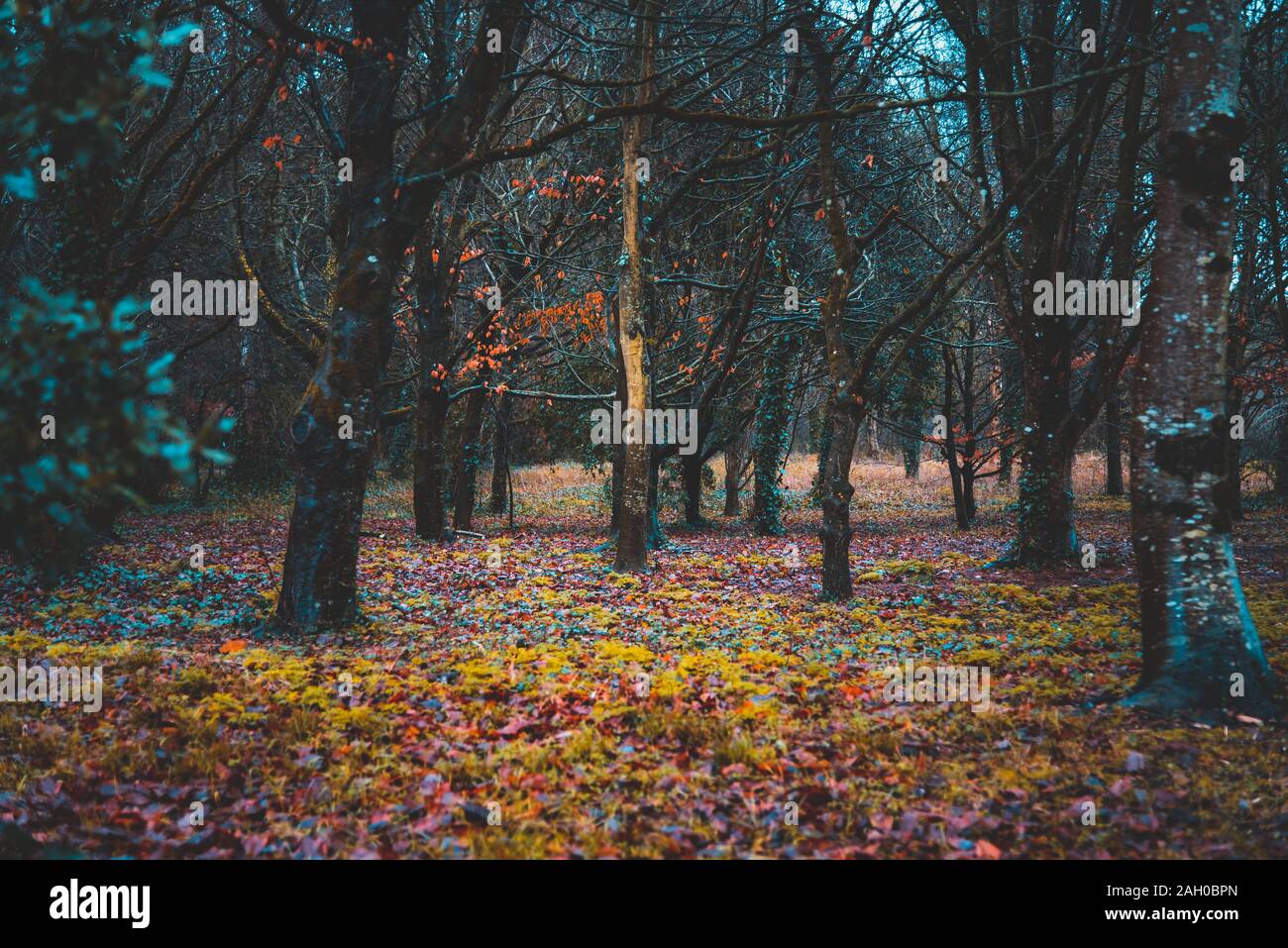 Background ground full variety hi-res stock photography and images - Alamy