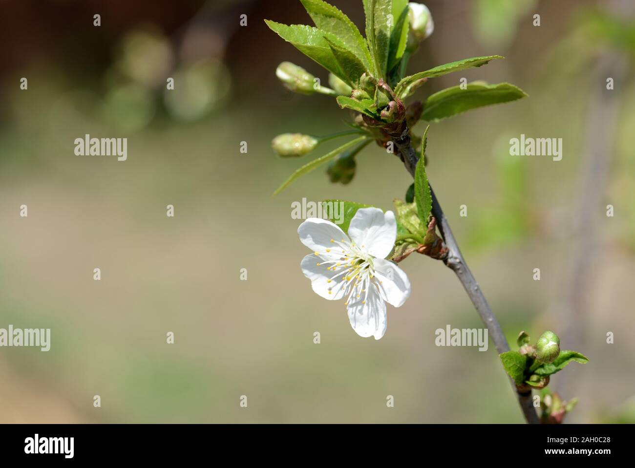 Cherry tree branch sprig hi-res stock photography and images - Alamy