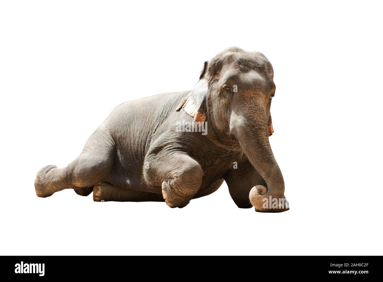The Asian elephant sit on the ground with background Stock Photo - Alamy