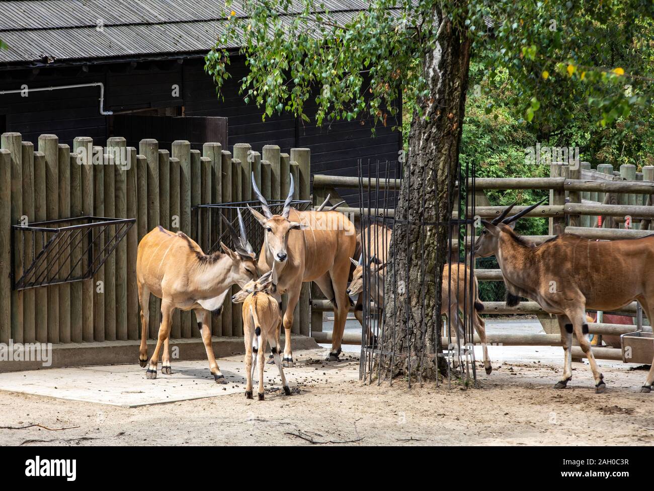 The common eland , also known as the southern eland or eland antelope ...