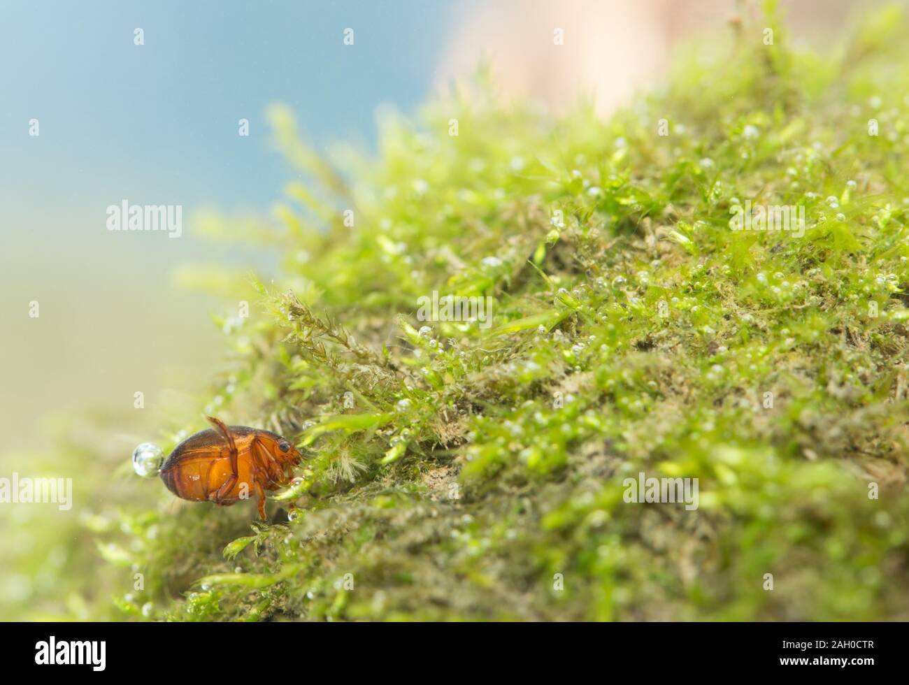 Diving beetle (Hyphydrus ovatus Stock Photo - Alamy