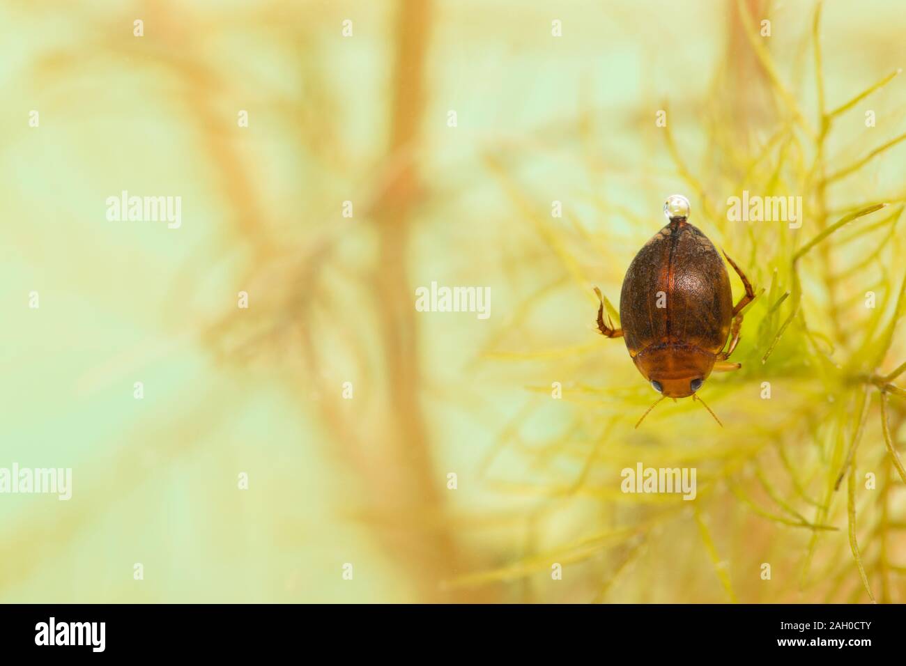 Diving beetle (Hyphydrus ovatus Stock Photo - Alamy