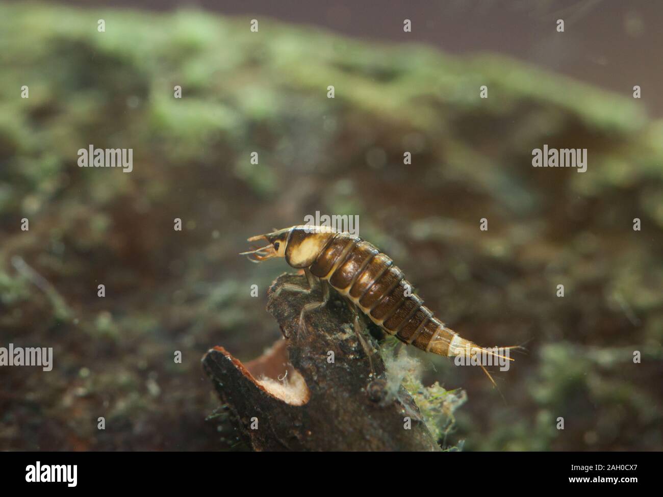 Diving beetle larva (Hyphydrus ovatus Stock Photo - Alamy