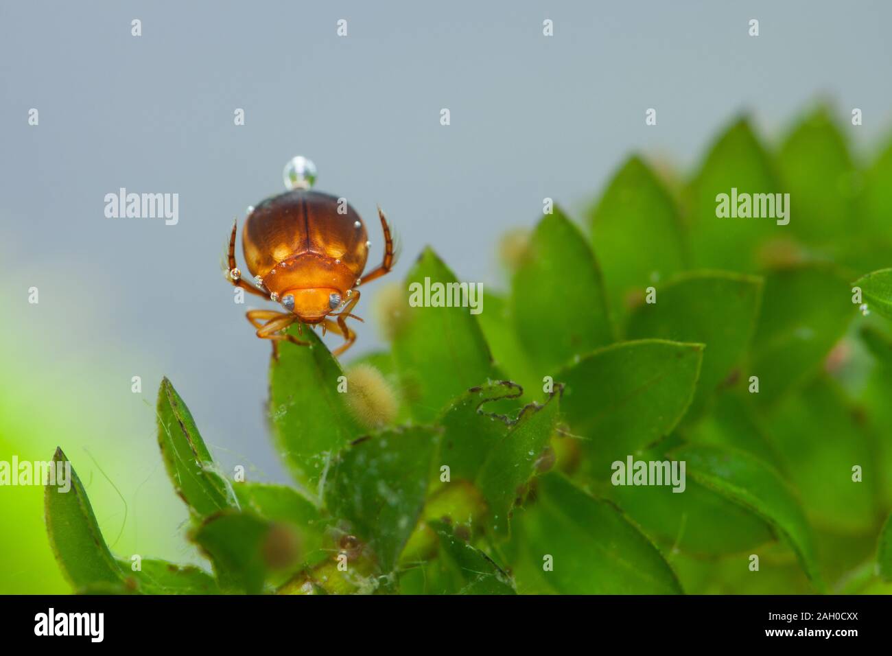 Diving beetle (Hyphydrus ovatus Stock Photo - Alamy