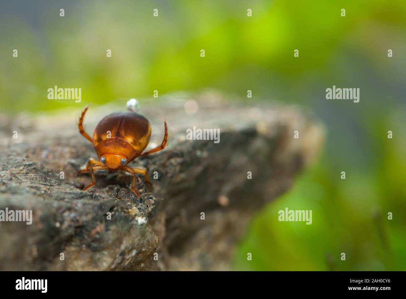 Diving beetle (Hyphydrus ovatus Stock Photo - Alamy