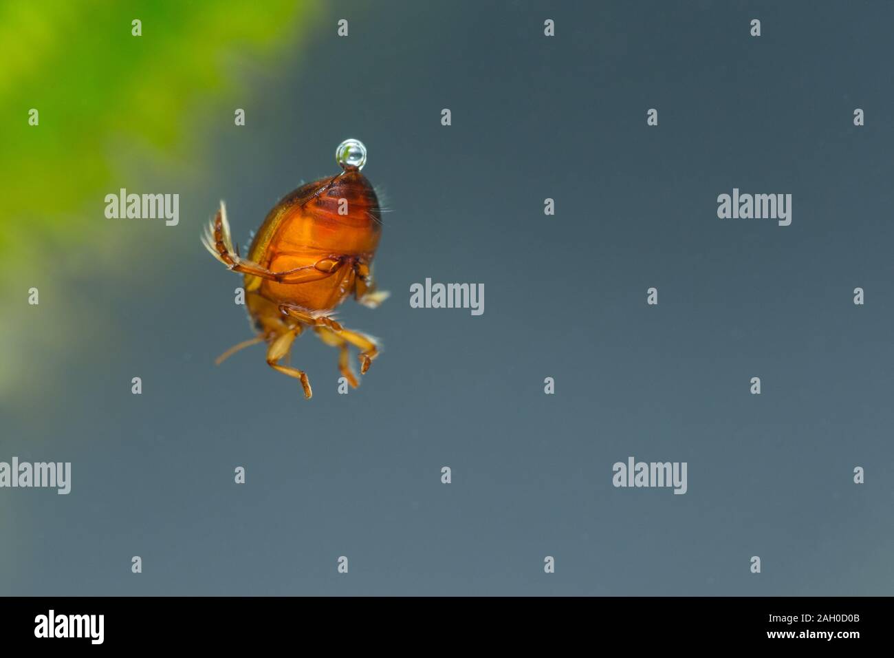 Diving beetle (Hyphydrus ovatus Stock Photo - Alamy