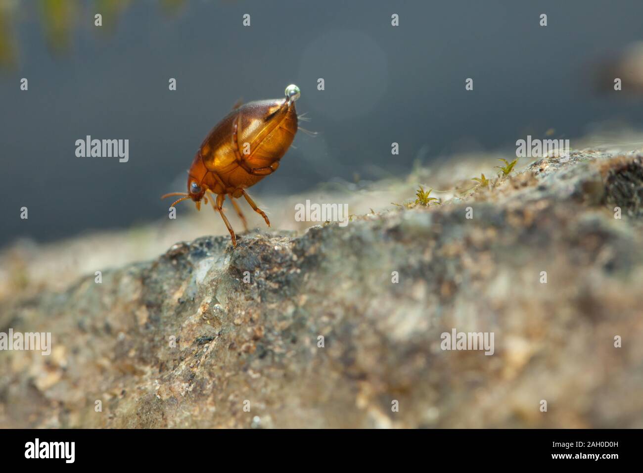 Diving beetle (Hyphydrus ovatus Stock Photo - Alamy