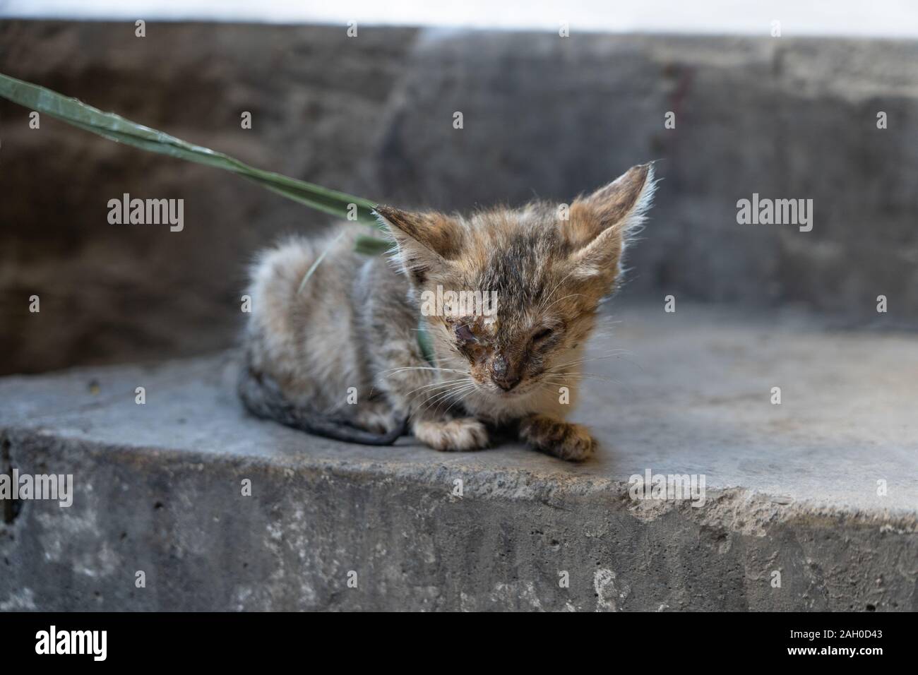 Philippines cat hi-res stock photography and images - Alamy