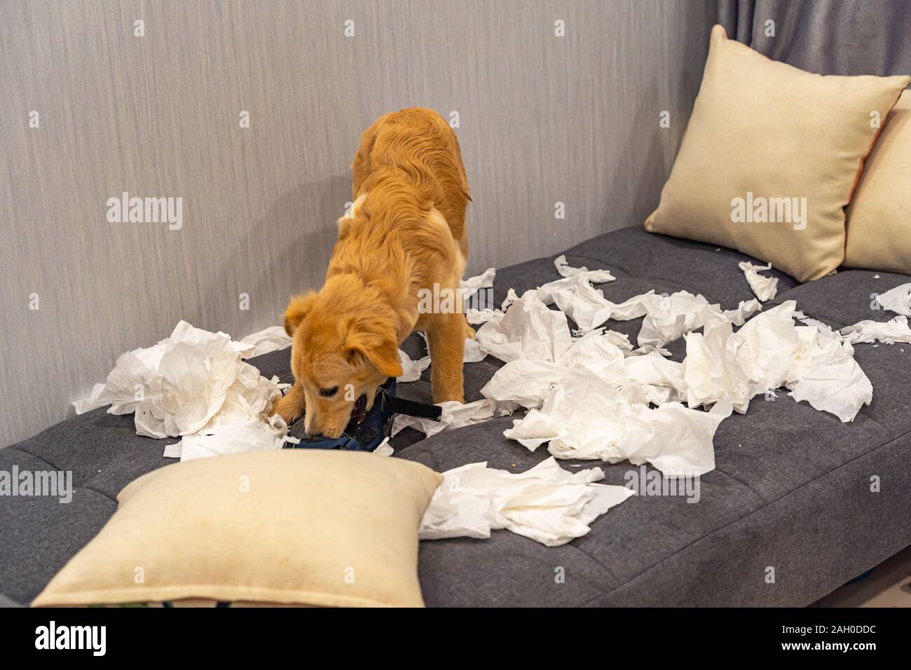 Biting Paper High Resolution Stock Photography and Images - Alamy