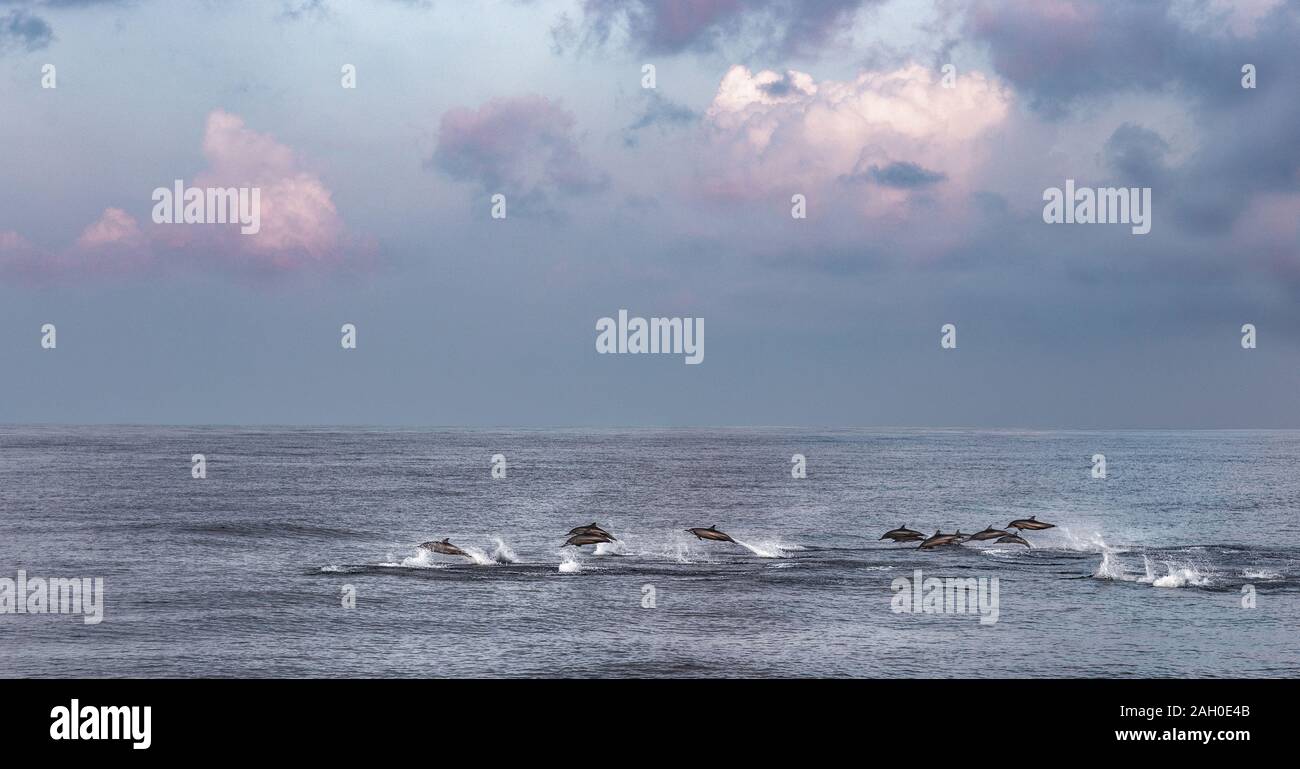 Flock dolphins in open hi-res stock photography and images - Alamy