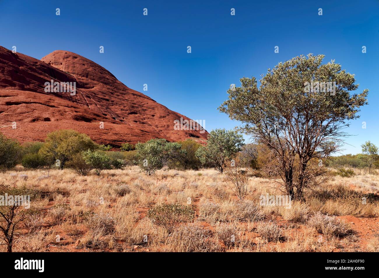 Bush plant community vegetation hi-res stock photography and images - Alamy