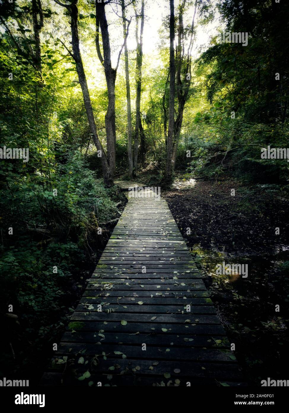 Vertical picture of a wooden footpath surrounded by greenery in a ...