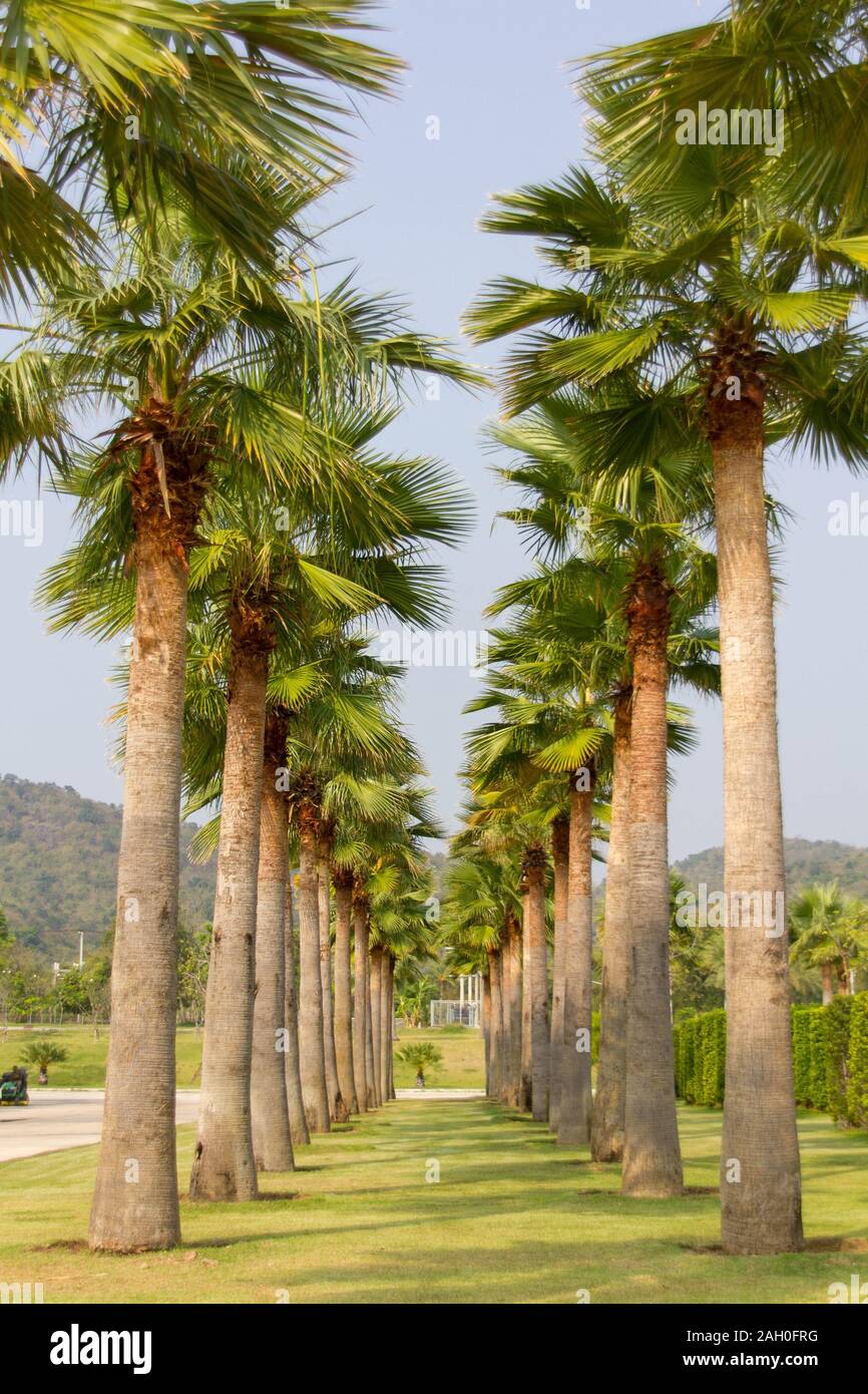 Palm forest in park in tropical country Stock Photo - Alamy
